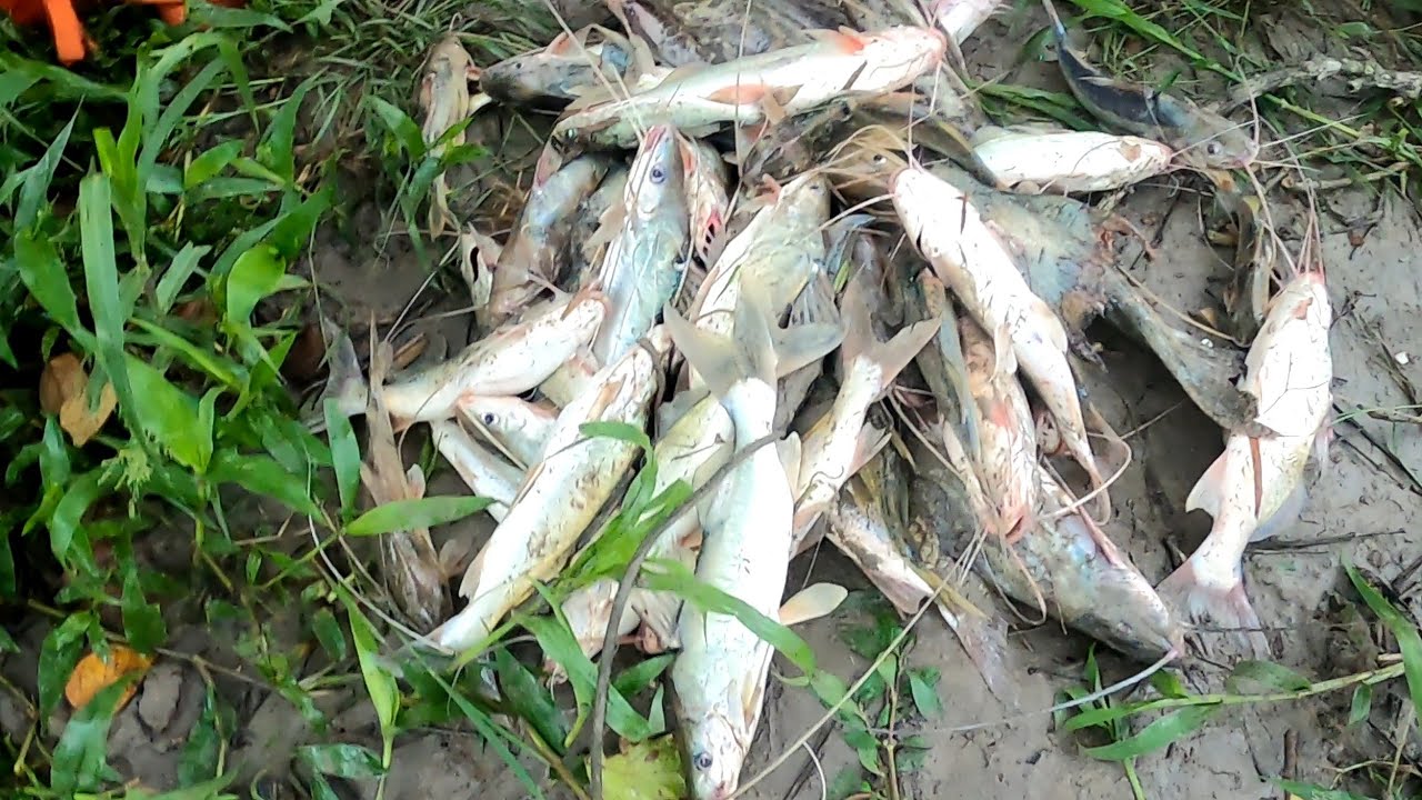 MULTITUDES DE NICUROS en este rio pesca de yakes barbianchos capacetas ...