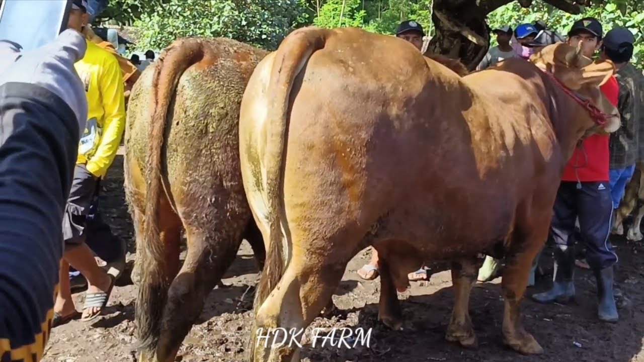 MASIH PAGI SAPI JUMBO SUDAH FULL DI PASAR KALISAT JEMBER - YouTube