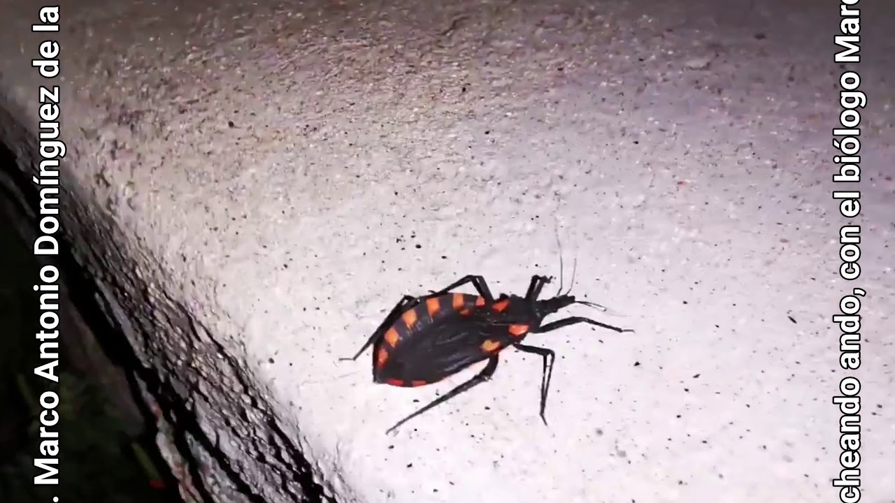 La letal chinche besucona, transmisora de la enfermedad de chagas - YouTube