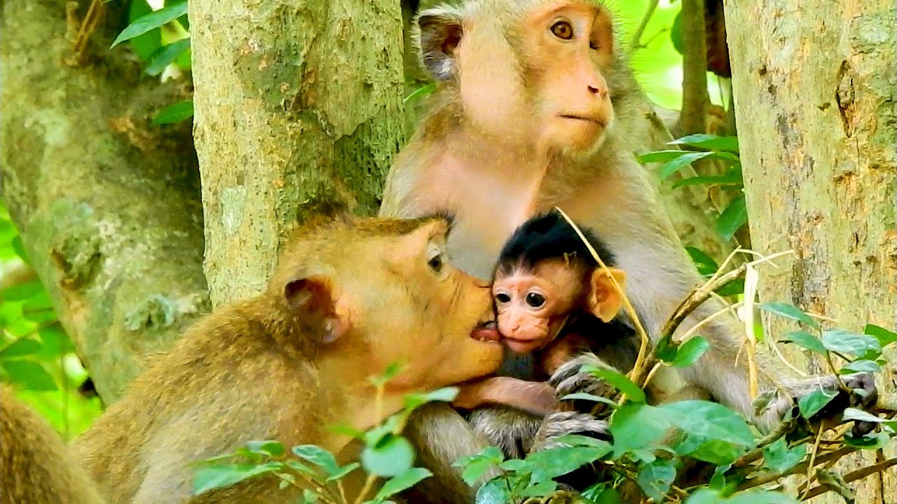 Incredible &Unbelief Little Mom Sweet To Kiss Other Baby While Her Tiny Baby Steals By Little ...
