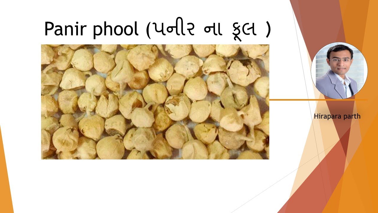 Panir na phool (પનીર ના ફૂલ) - YouTube