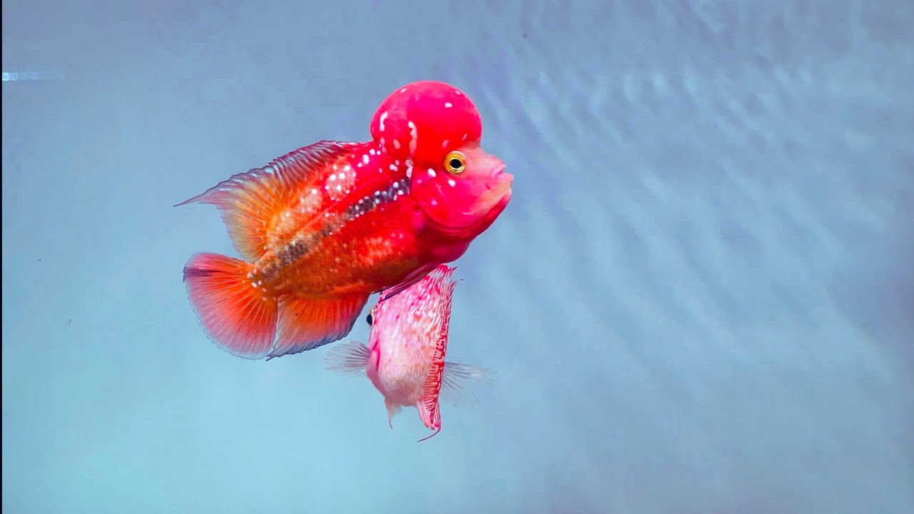 9 Best King Kamfa Flowerhorn Collection - Super Rare Flowerhorn ...