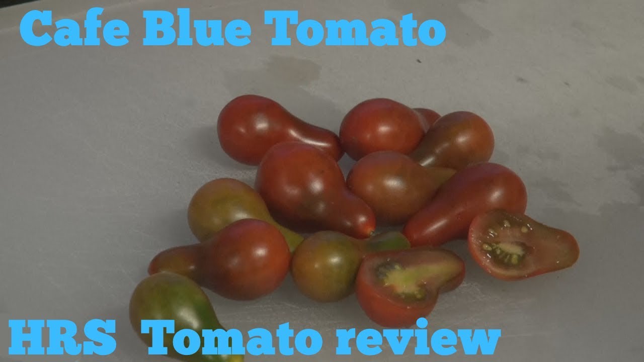 Cafe Blue Tomato | Solanum lycopersicum | Tomato review 2018 - YouTube