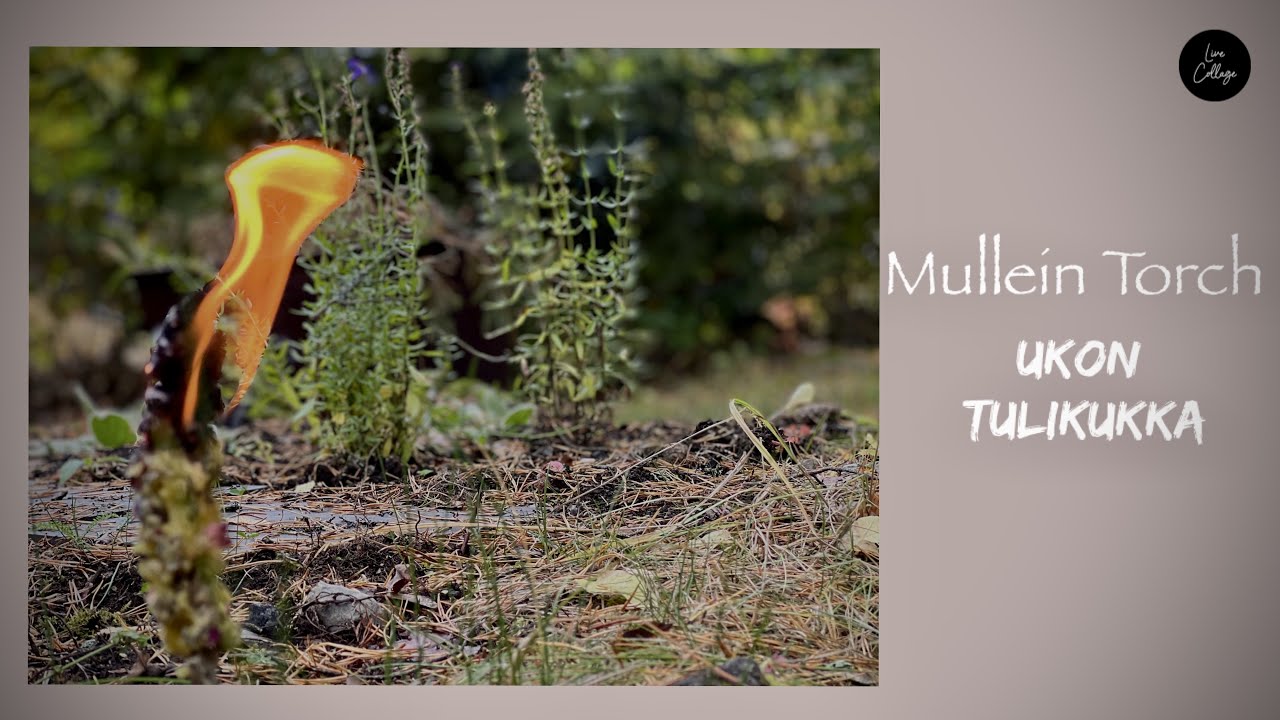 Mullein Torch - Ukon Tulikukka - YouTube