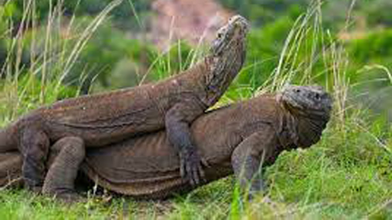 Lizards S*x | Rare footage of animals mating | Mating MONITOR LIZARD | Breeding animals | Raw ...