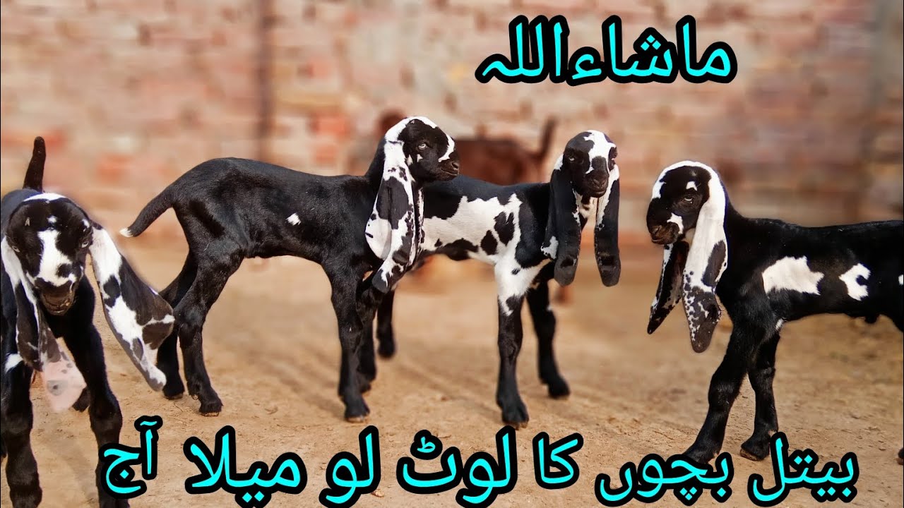 Top class ka cute bachay nagray betil 03176048955.Arslan goats foram ...