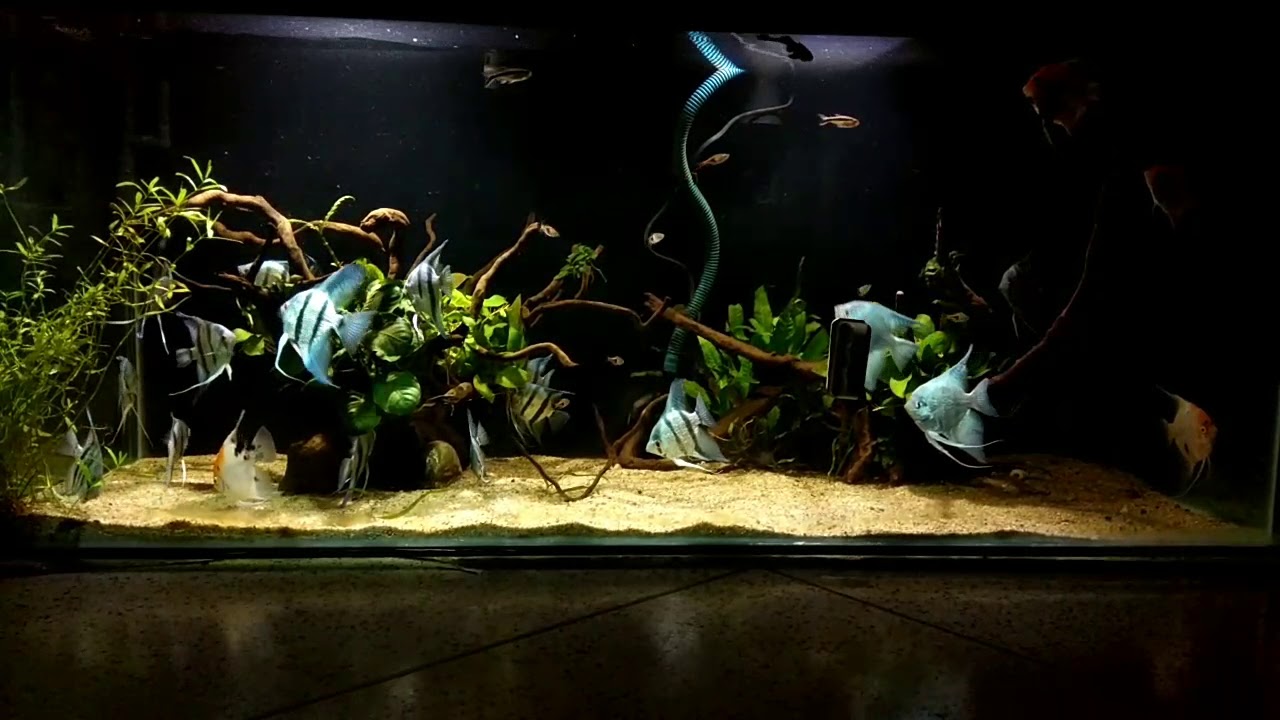 Blue angel planted tank setup - YouTube