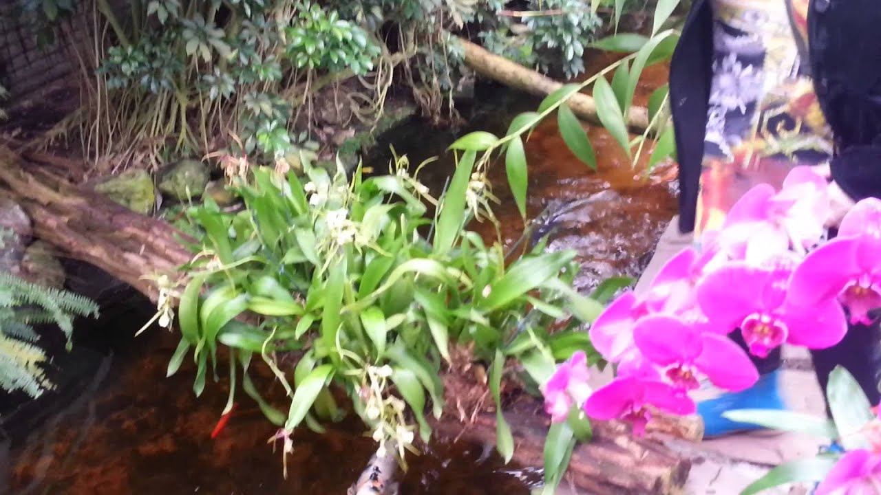 Planten in het Regenwoud - deel 1 - YouTube