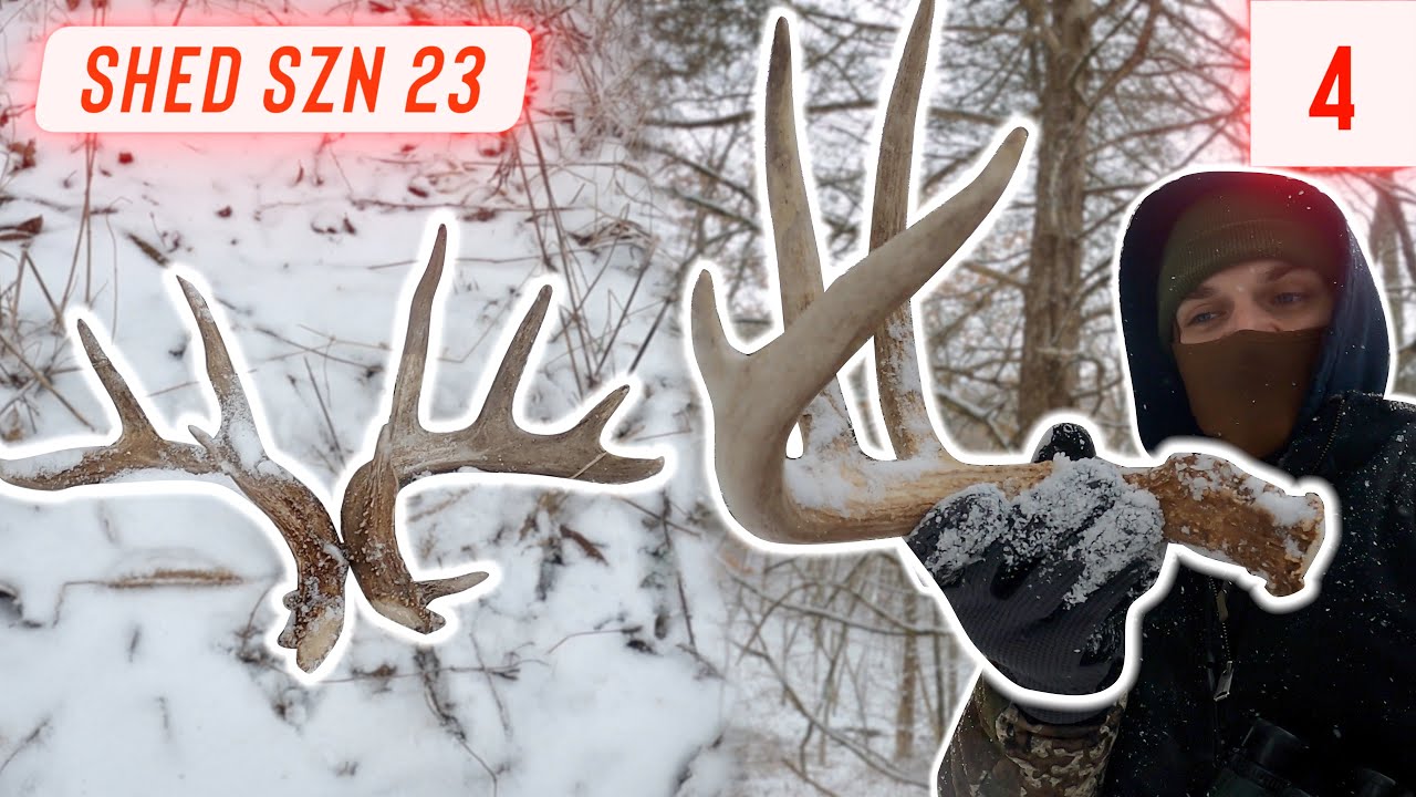 3 ANTLERS off SAME DEER, BIG SNOW SHEDS | Shed Hunting 2023 E4 - YouTube