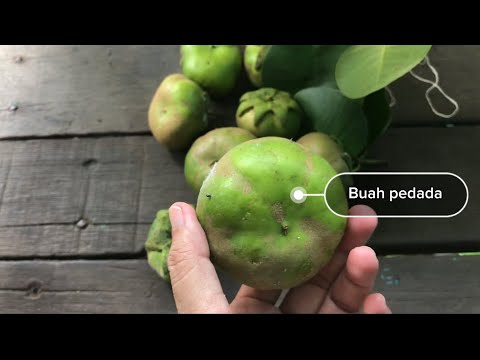 Masuk hutan ambil buah pedada | ulam asam #localfruit #nature #borneo # ...