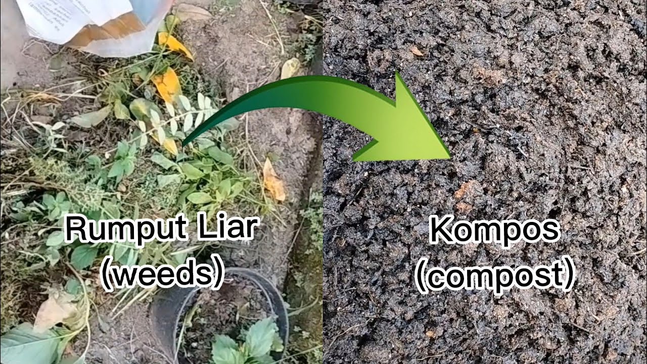 Membuat Pupuk Kompos dari Rumput Liar. Making Compost from Weeds - YouTube