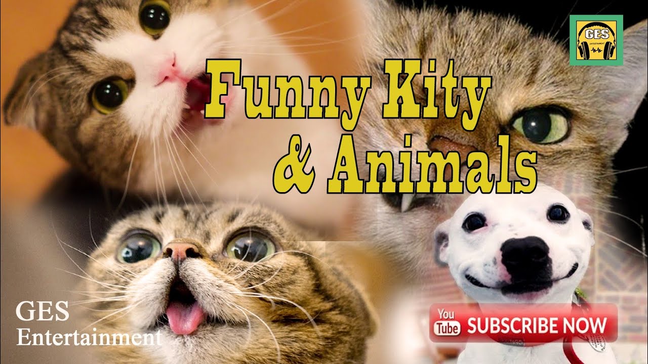 GES - Funny Kity & Animals - YouTube