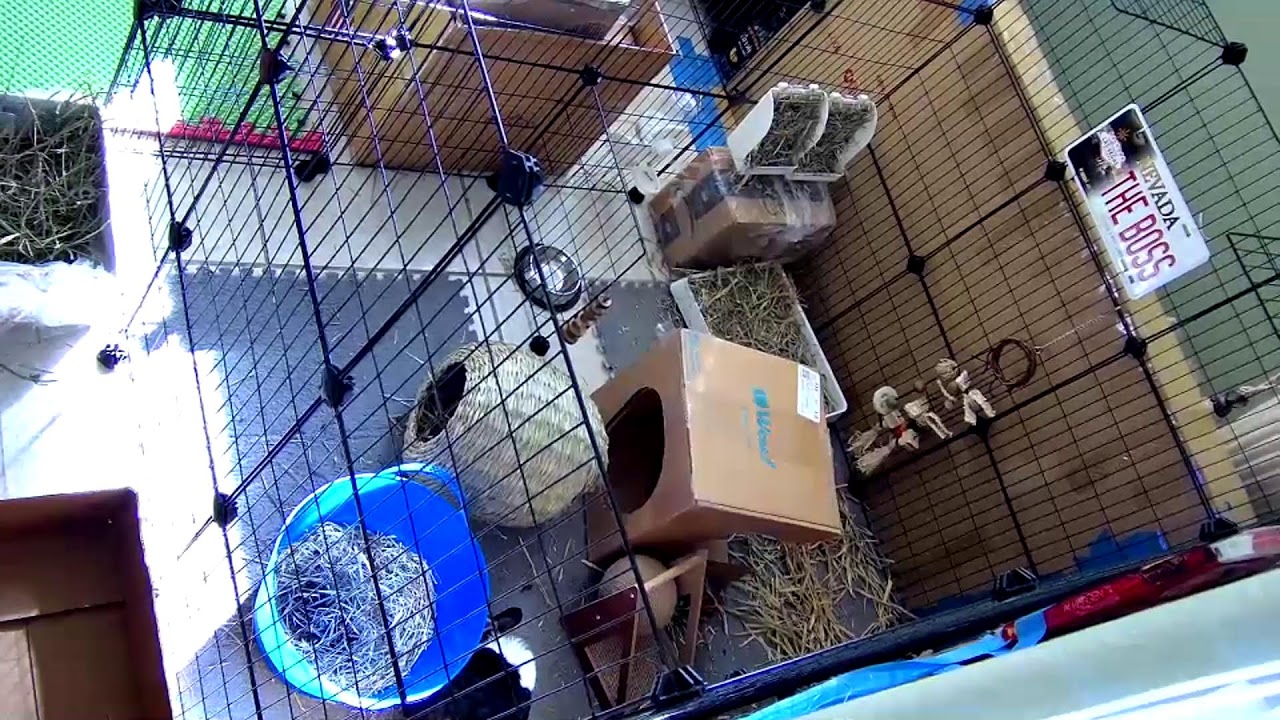 Sanbei's 24/7 live streaming - YouTube