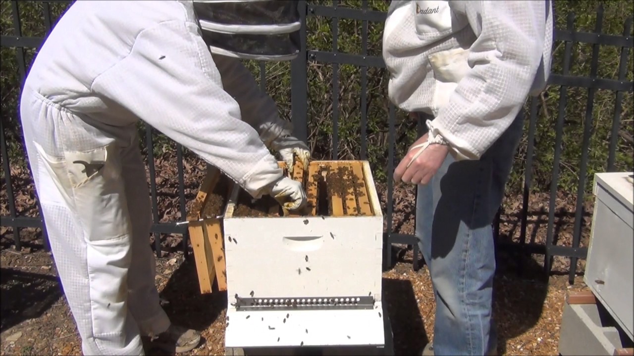 My bees are exploding in population - all colonies survived the winter ...
