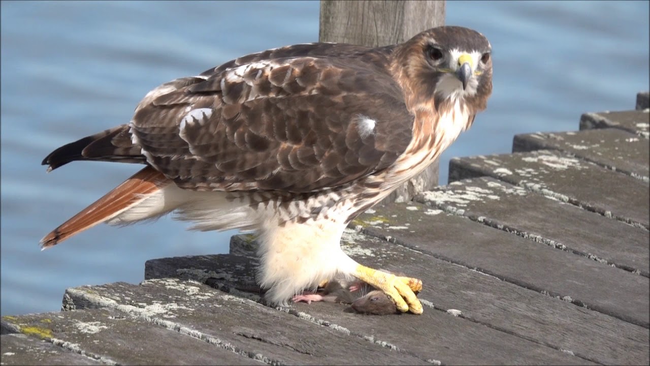 2019 1109 Red Tail Hawk meets Rat Video - YouTube