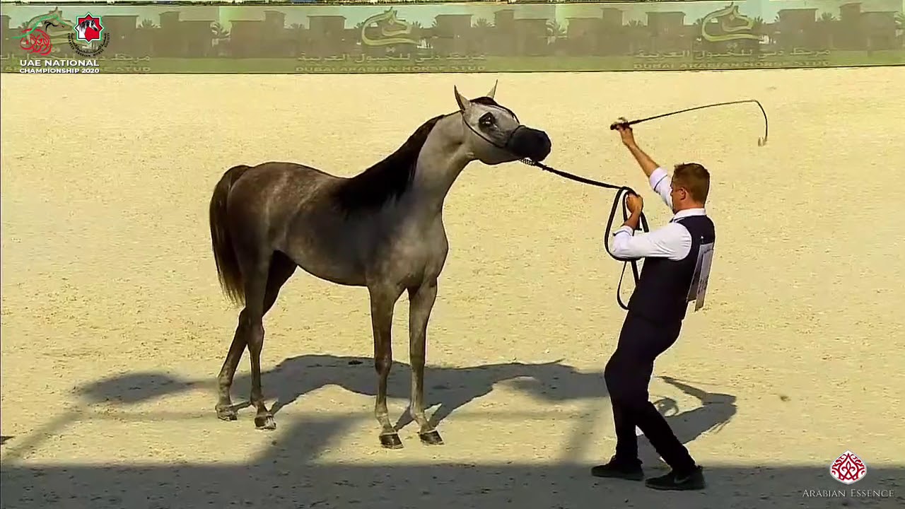 N.216 M.O AL LAHAB - UAE National Championship 2020 - Colts 2 Years Old ...