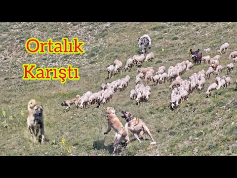 SÜRÜLER KARŞILAŞINCA KÖPEKLER BİRBİRİNE GİRDİ ~KEŞ BOZONUN OĞLUNA DALDI