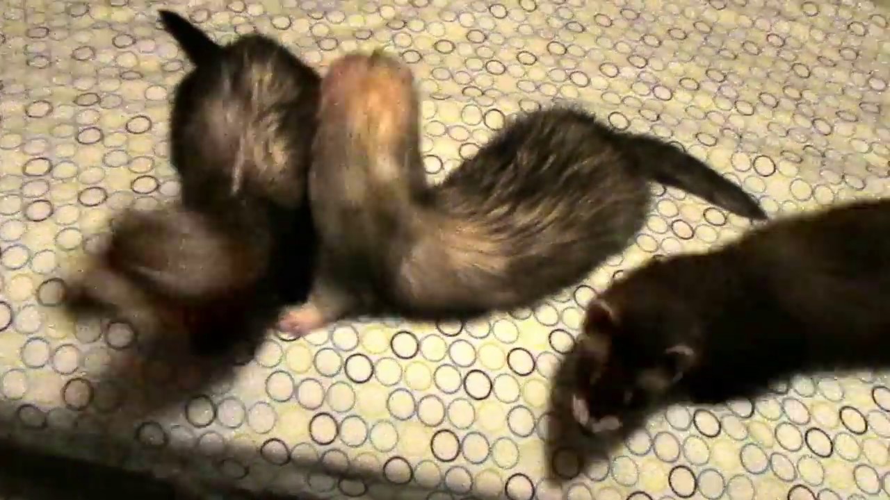 Excited Ferret - YouTube