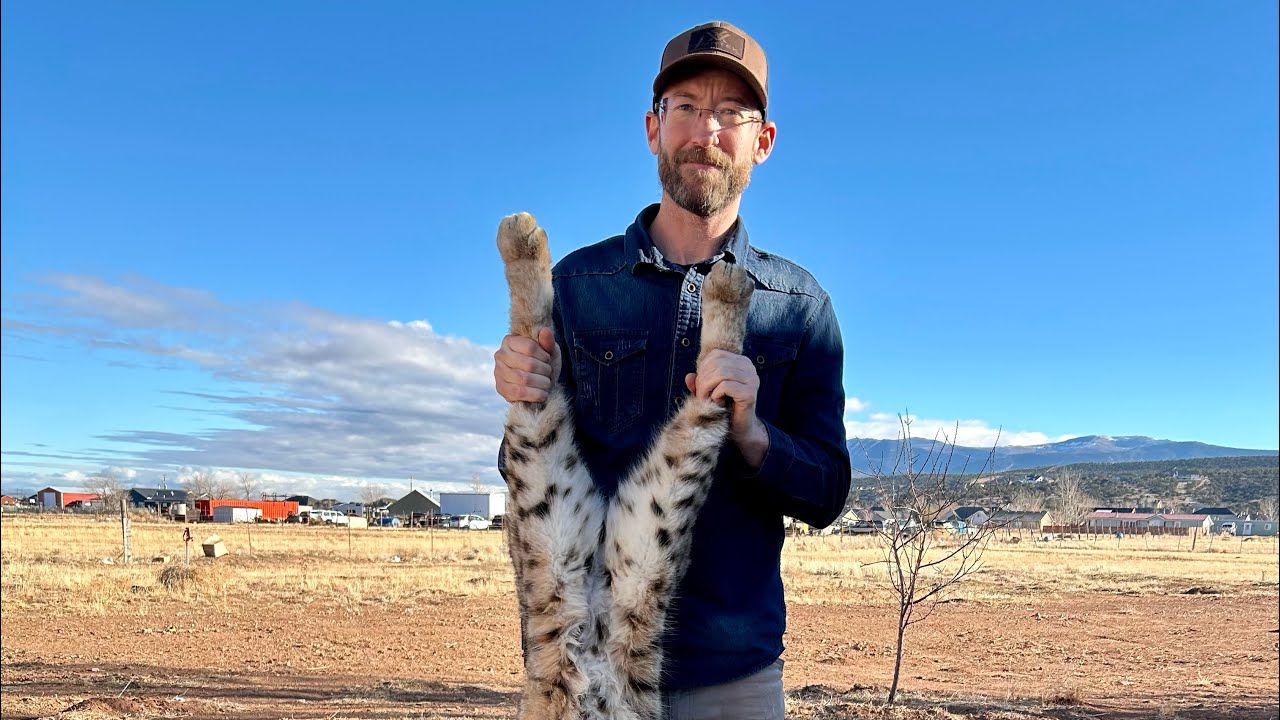 Utah bobcat in and walk- through set using MB550 #3 for the season ...