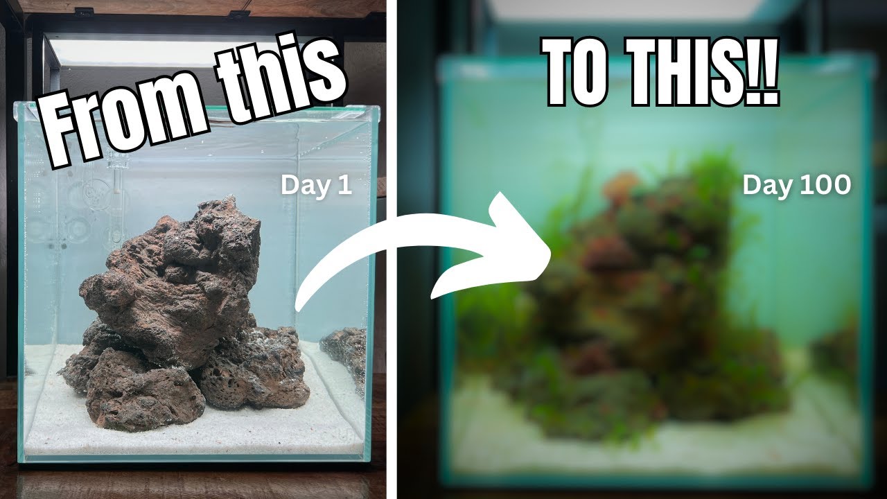 My First Ever Saltwater Aquarium! Day 1 to 100 - YouTube