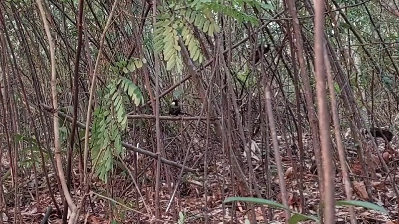 cuab noog sab fwj.ຕໍ່ນົກຖົວ - YouTube