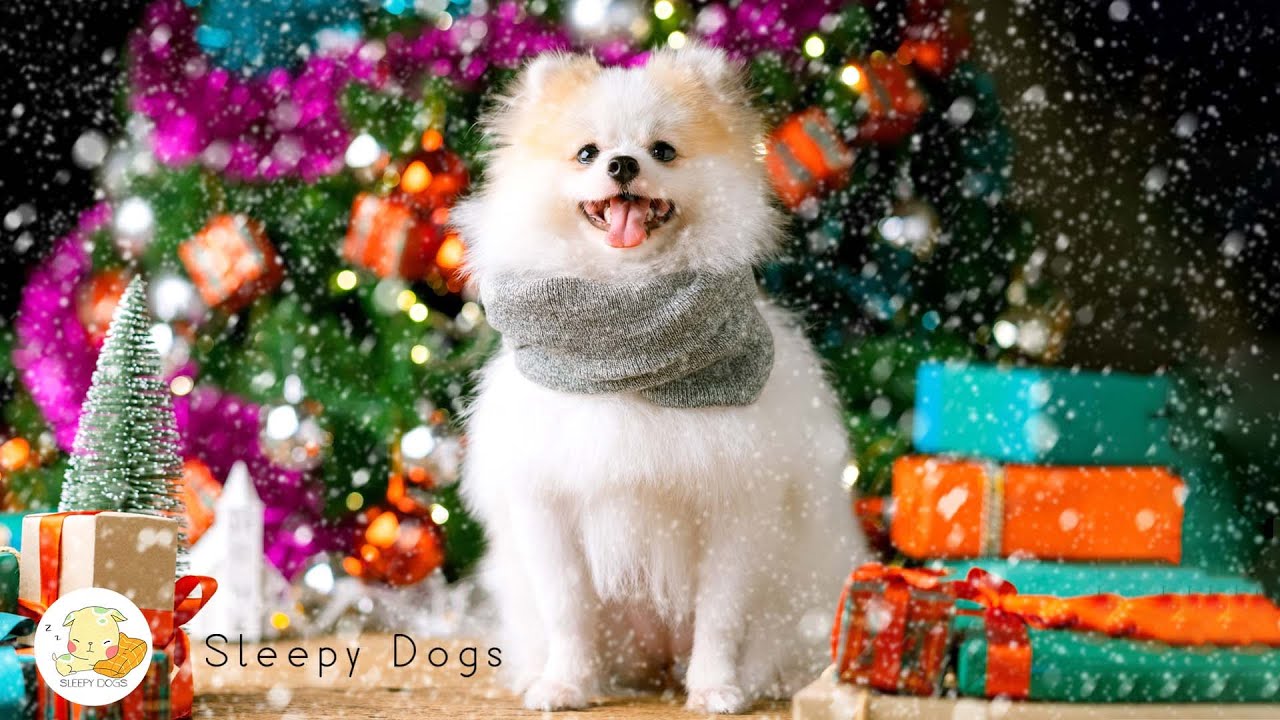 Music To Relax Your Dog Completely And Help With Sleep Calming Music music-to-relax-your-dog-completely-and-help-with-sleep-calming-music