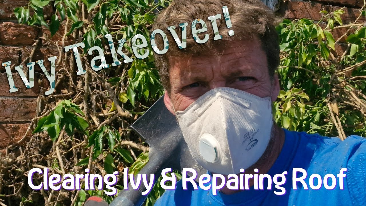 Ivy Takeover! Clearing Ivy & Repairing Roof Damage at a Nottinghamshire ...
