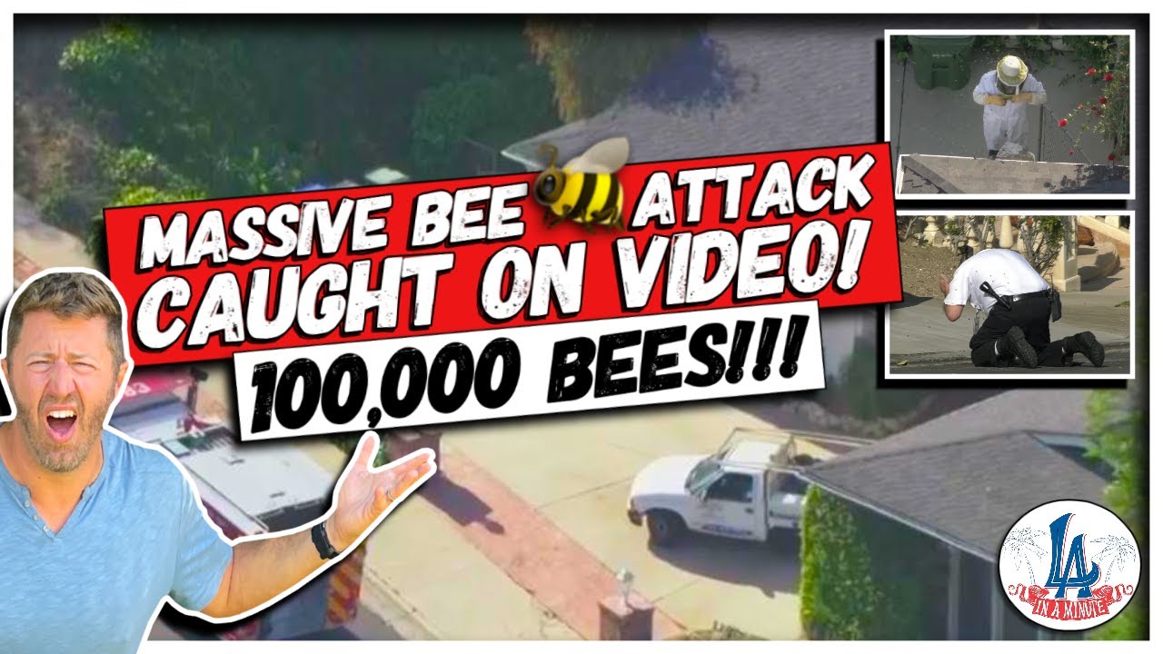 MASSIVE Bee Attack Caught on Video: 100,000 Bees - YouTube