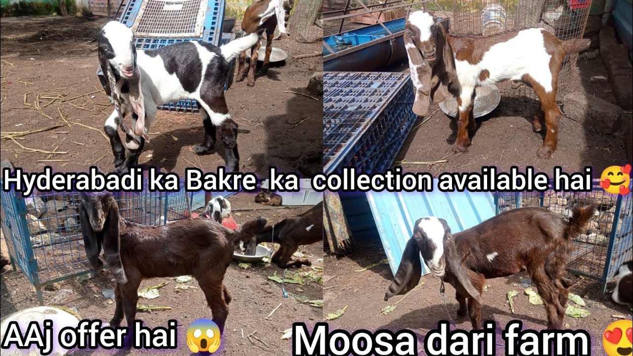 Hyderabadi ka Bakra ka collection available hai offer mein hai Moosa ...