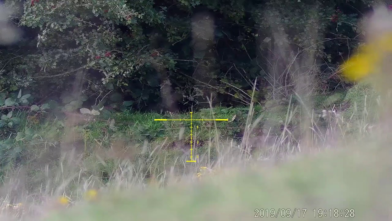 Night vision rat an rabbits pard008 - YouTube