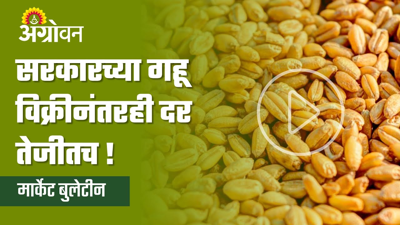 Wheat Market : सरकारने गहू लिलावासाठी आरक्षित किंमत घटवली | Agrowon ...