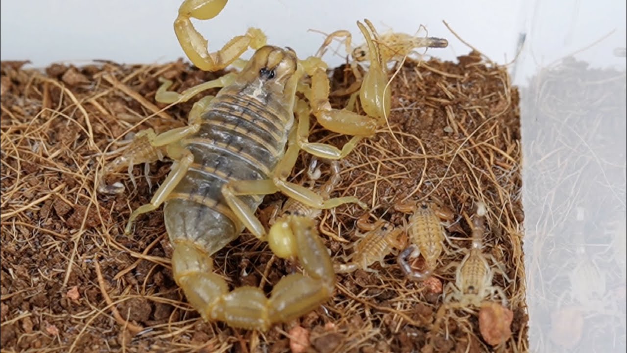 The scorpion babies are growing up,Keep the scorpions separately ...