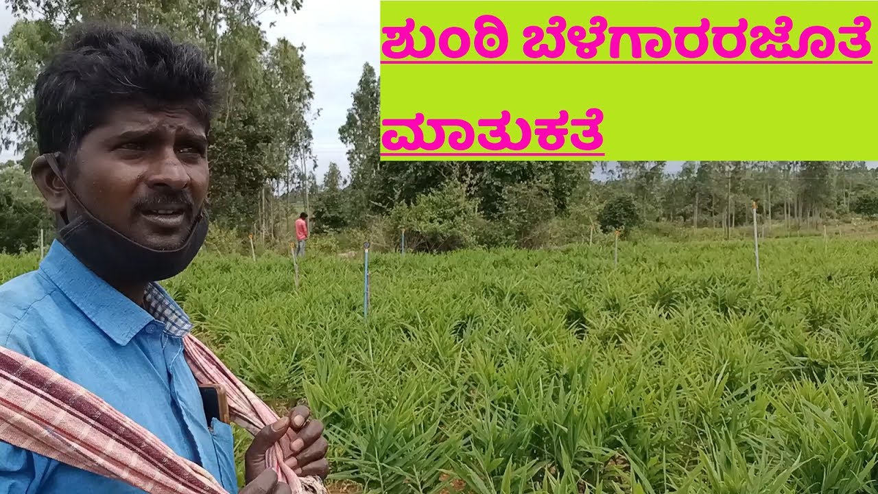 Talk with ginger farmer | Secrets , Myths and more - YouTube