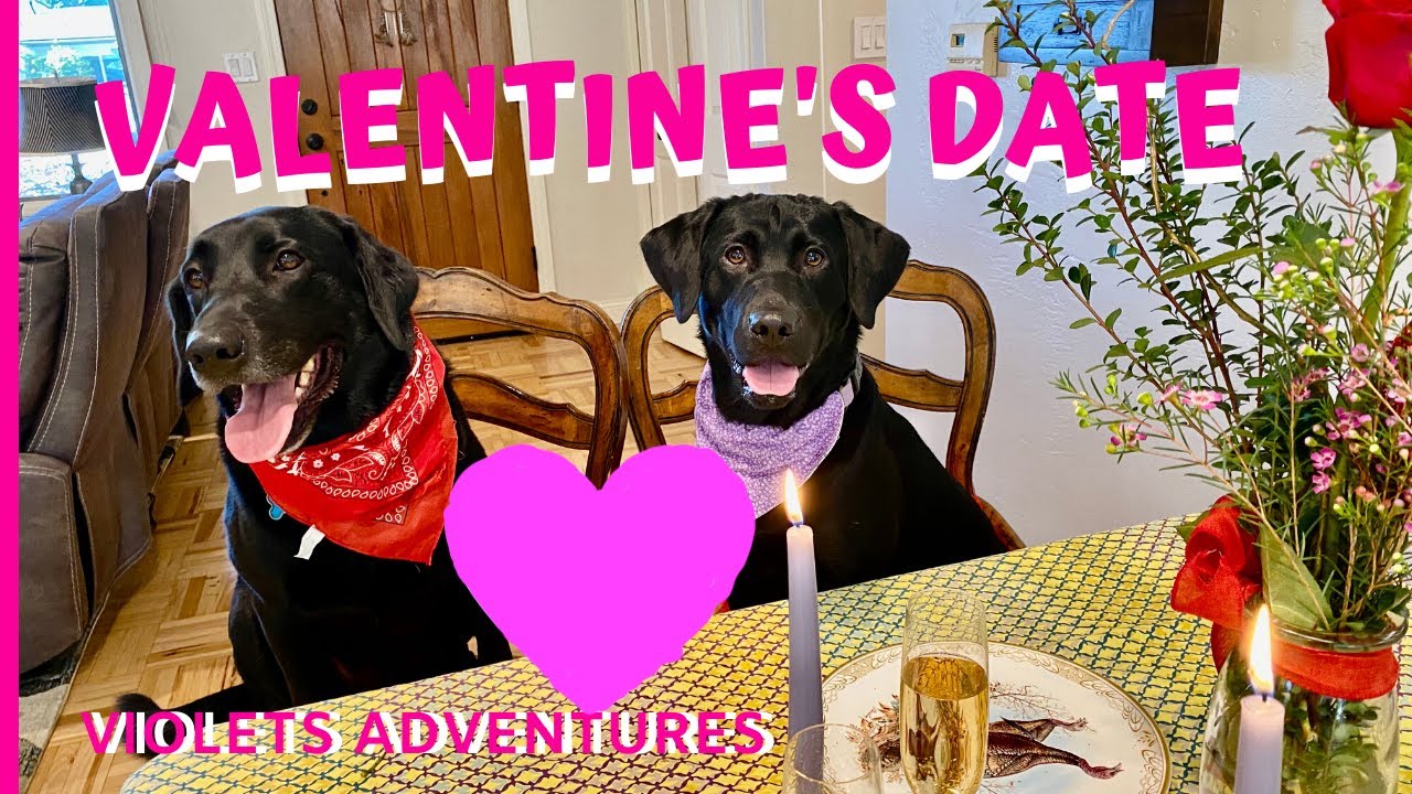Cute Doggo Valentines Date 2020! | E57 VIOLET IS MY DOG! Violets ...