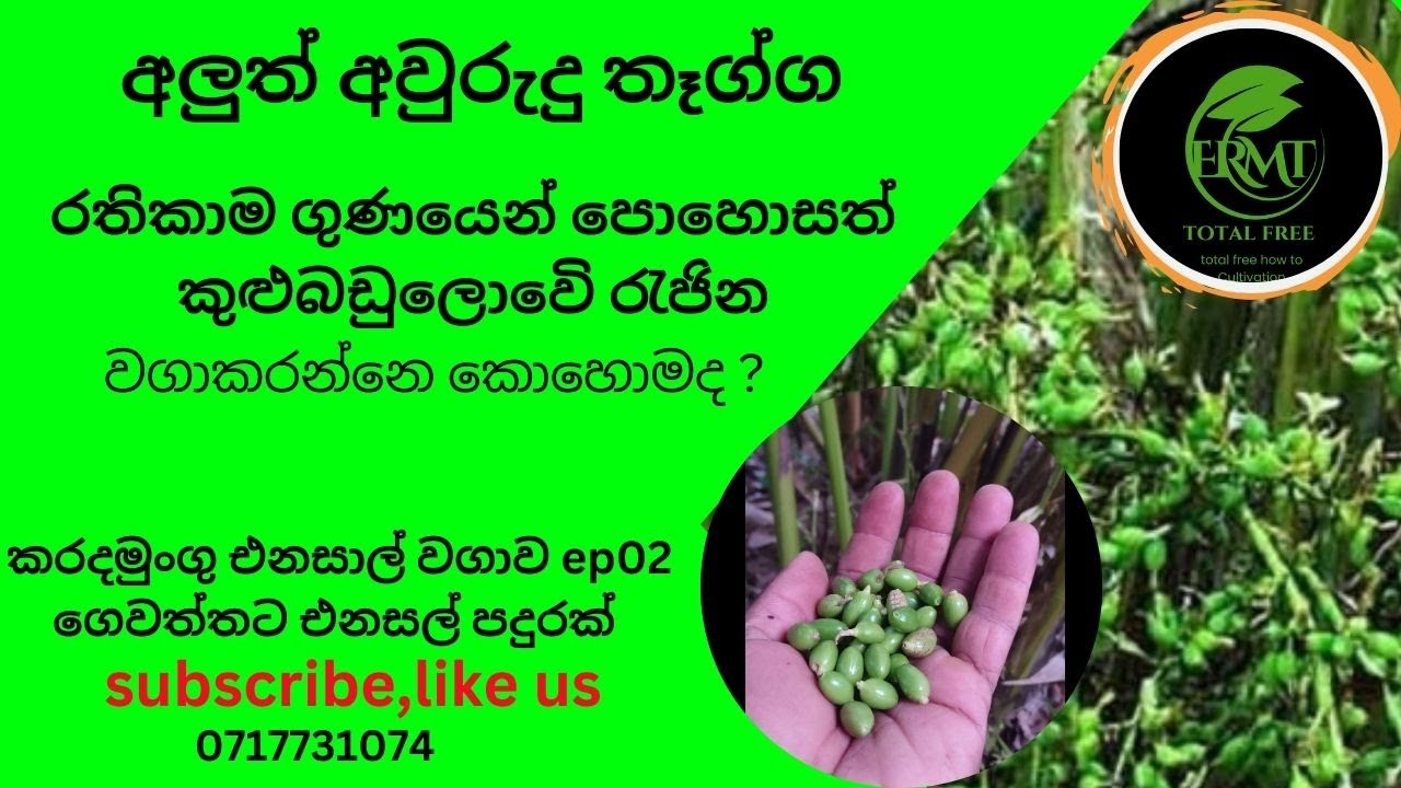 Cardamom cultivation AtoZ #එනසාල් වගාව #Cardamom farming at home # ...