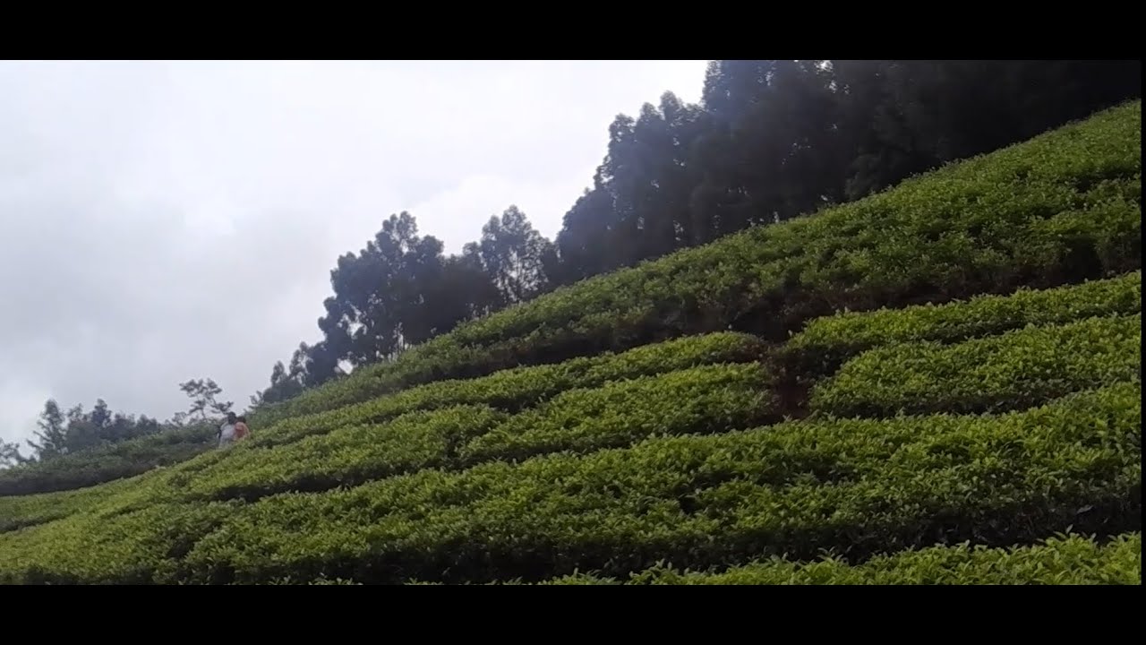 DODDABETTA TEA FACTORY,OOTY - YouTube