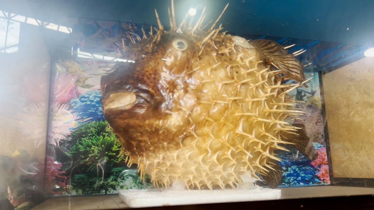 Pufferfish Stew sa Cebu City, Siomai sa Tisa, Balbacua sa Naga - Chibog Diary - YouTube