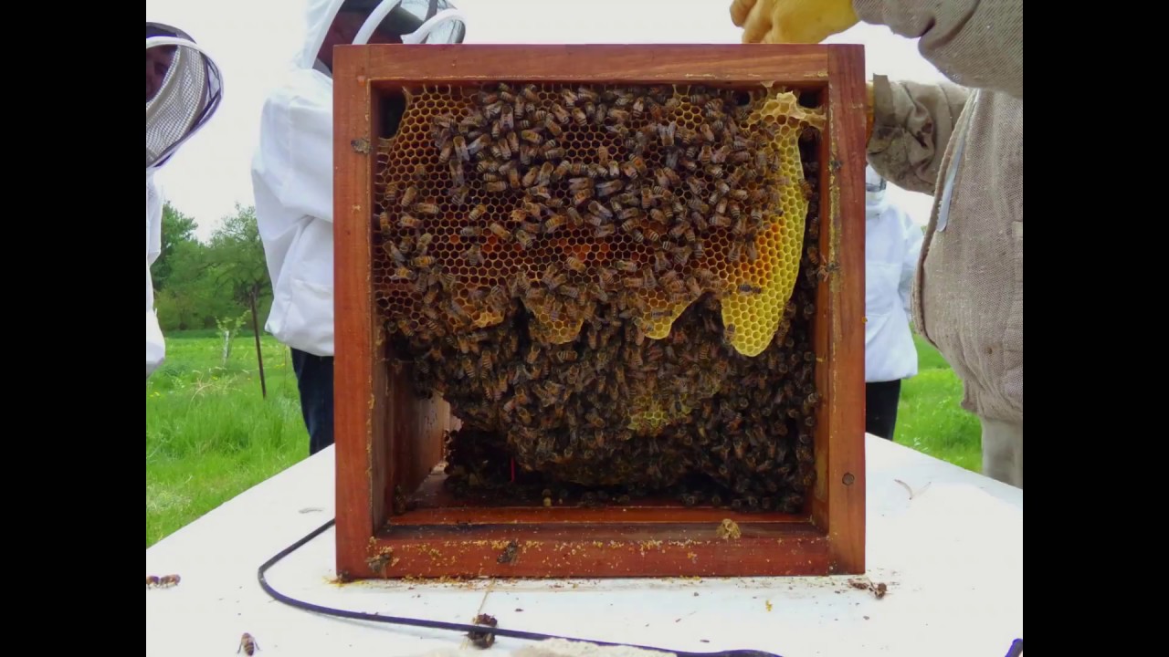 Huber Leaf Hive - YouTube