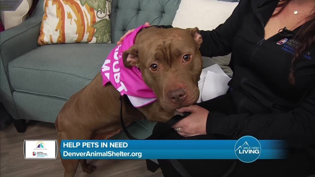 How To Adopt // Denver Animal Shelter - YouTube