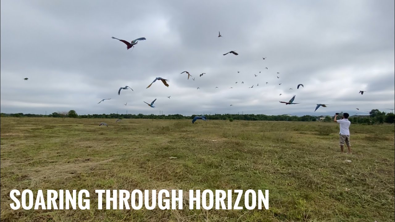 Soaring Through Horizon with more than 100 parrots. Malaysia biggest ...