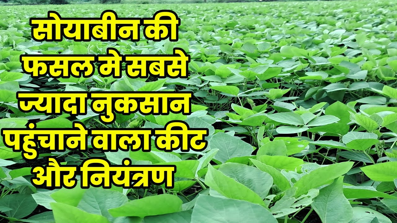 Soyabean me kitnashak dawai | Soyabean me ring cutter aur illi ke liye ...