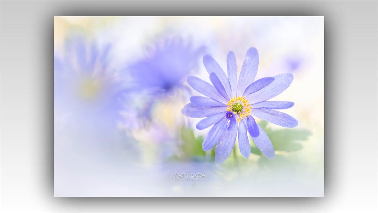 Les fleurs de Bob Daalder [Flowers, Fine Art Photography] - YouTube