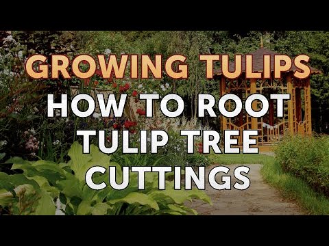 How to Root Tulip Tree Cuttings - YouTube