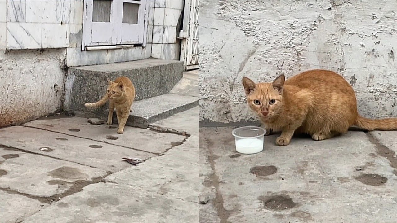 This adorable brown stray cat is observing me. - YouTube