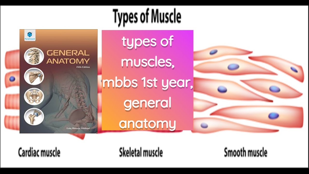 Types of muscles||MBBS 1st year||general anatomy in 4 days(Day4 L-2 ...
