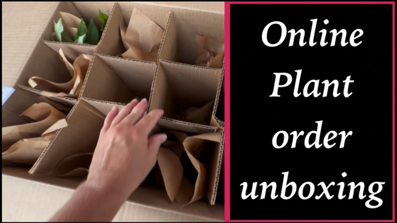 Online plant purchase unboxing. Find ALL the plants you want at a ...