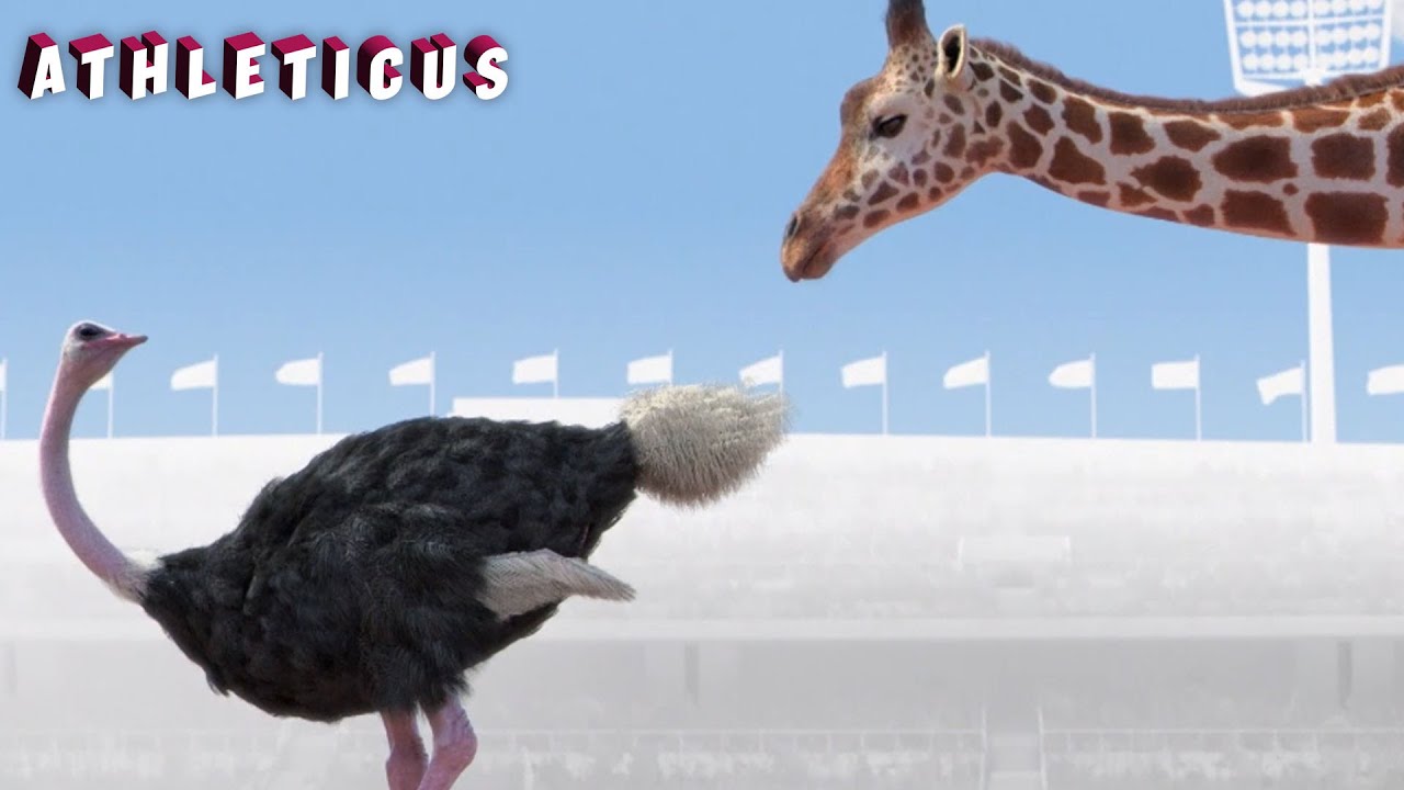 PROOF OF FRIENDSHIP 🐘 ATHLETICUS | Cartoon in English - YouTube