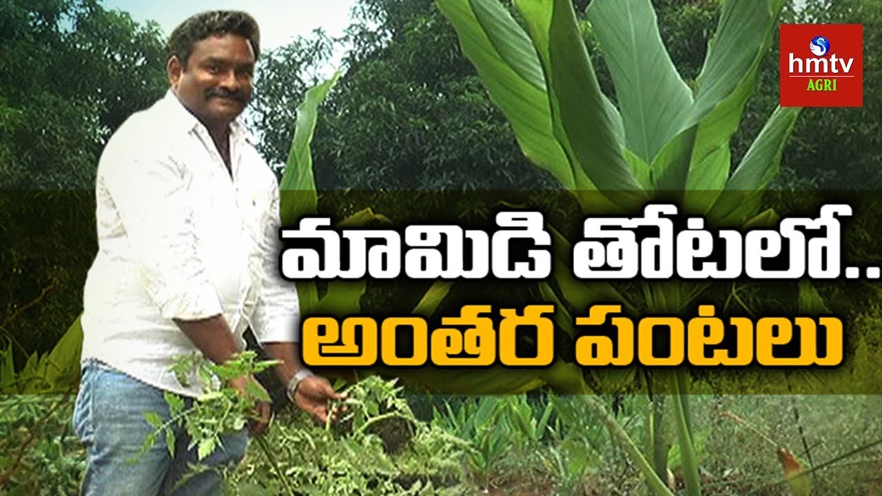 Intercropping In Mango Farm | Natural Farming | hmtv Agri - YouTube
