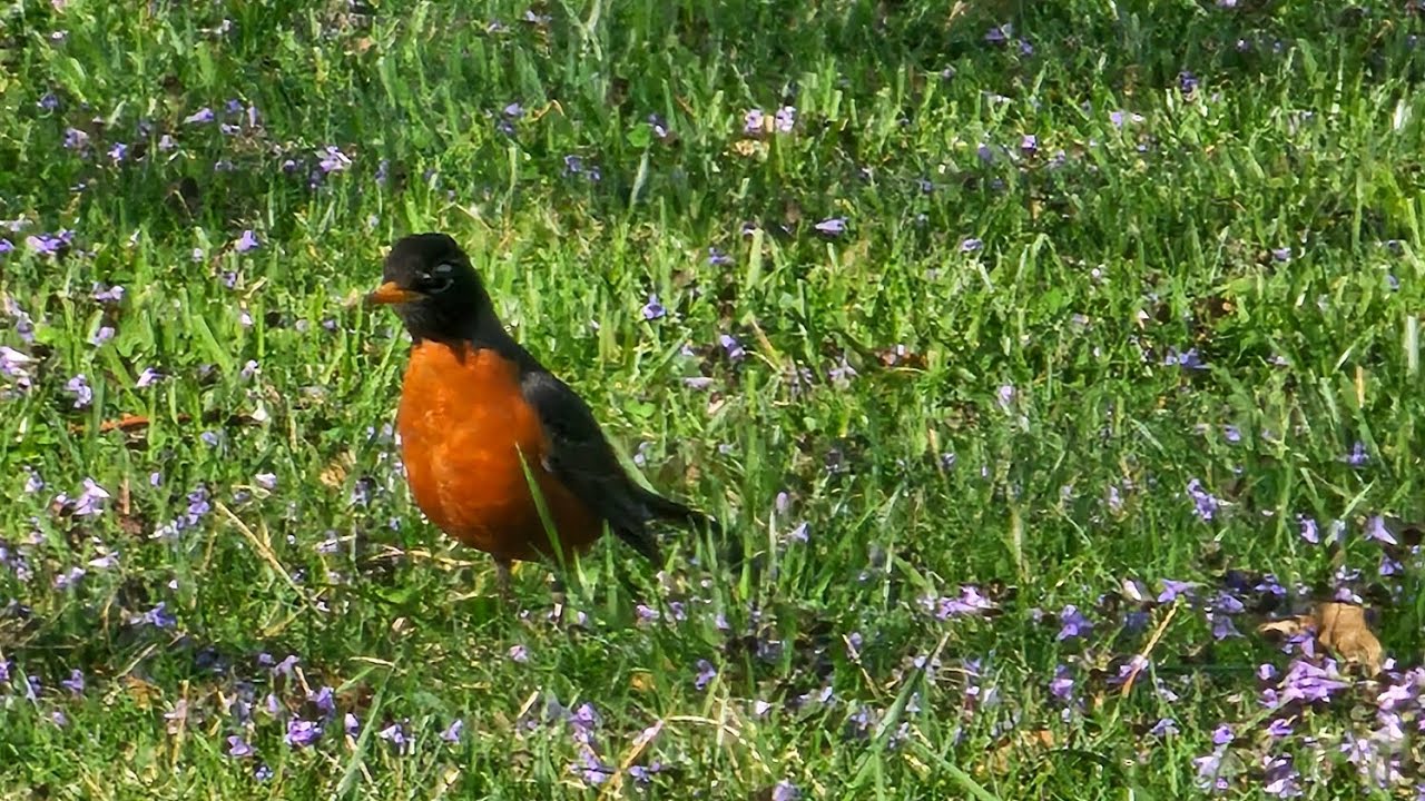 The lazy adventures of rabbit and robin...VERY lazy...😆 - YouTube