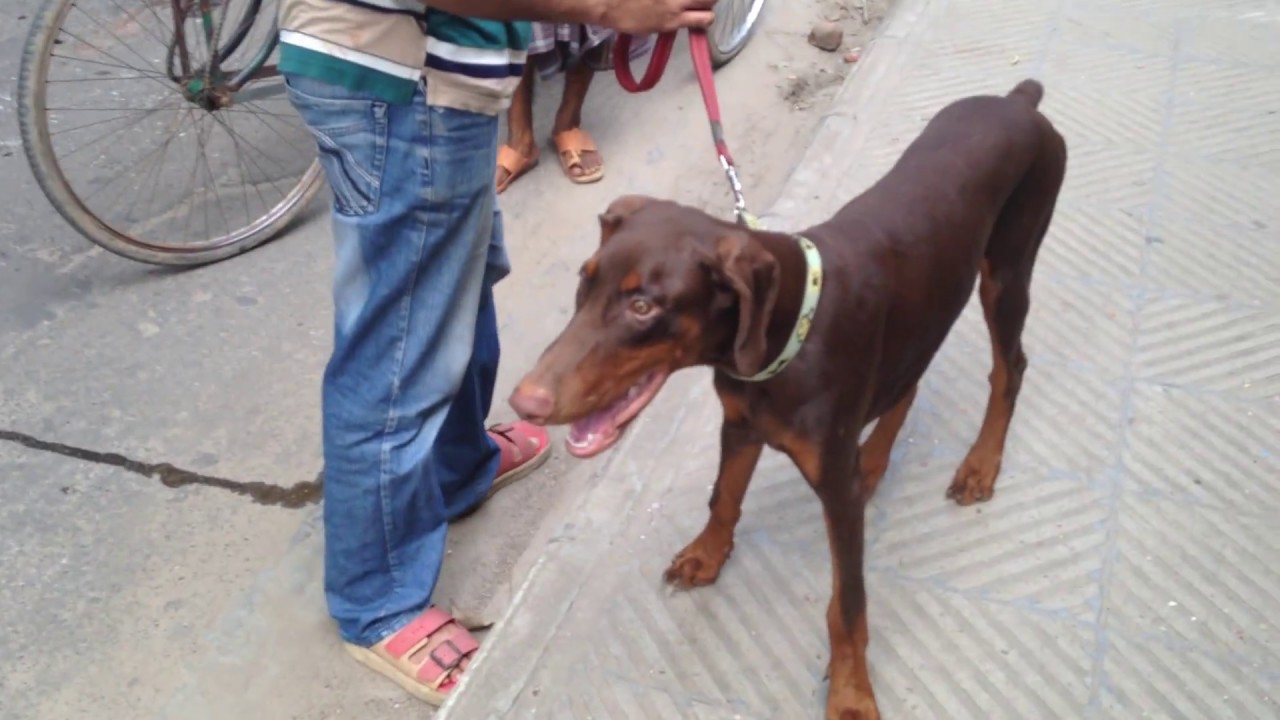 Doberman and Samoyed Dog Show @ Dr. Sagir's Pet Clinic & Research ...